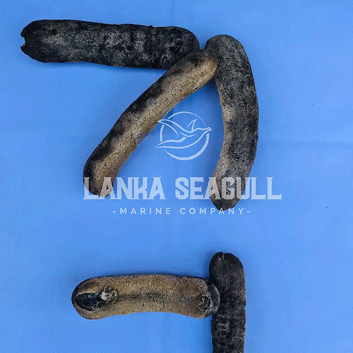 Lanka Seagull – ConnectMe