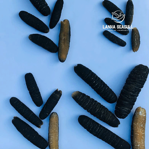 Lanka Seagull – ConnectMe